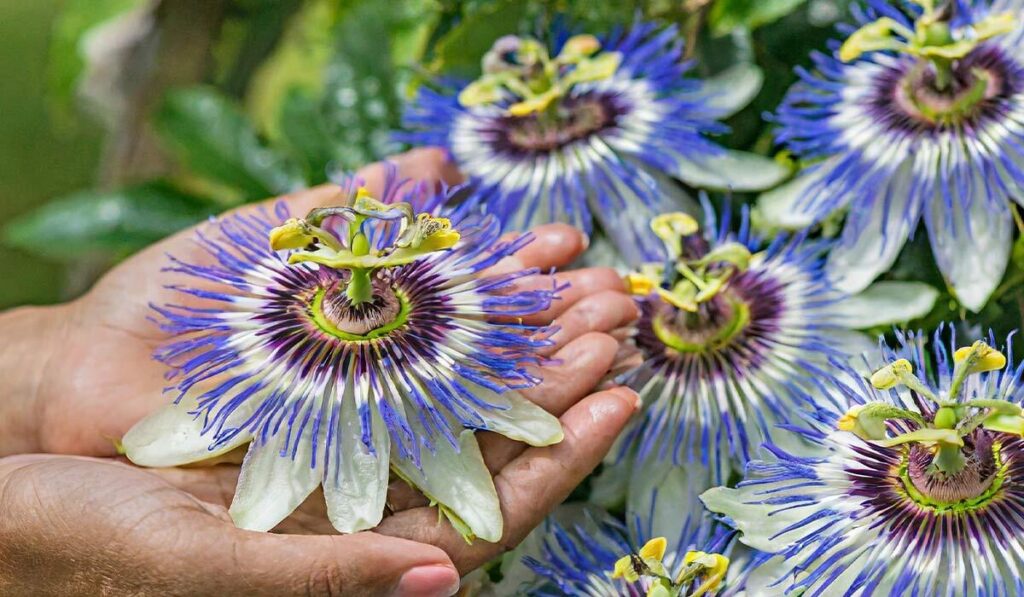 Passiflora Nedir, Ne İşe Yarar? Tüm Faydaları - En İyi Vitamin